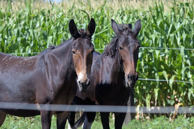 Una Coppia I Muli in Un Campo Fotografia Stock - Immagine di presa ...