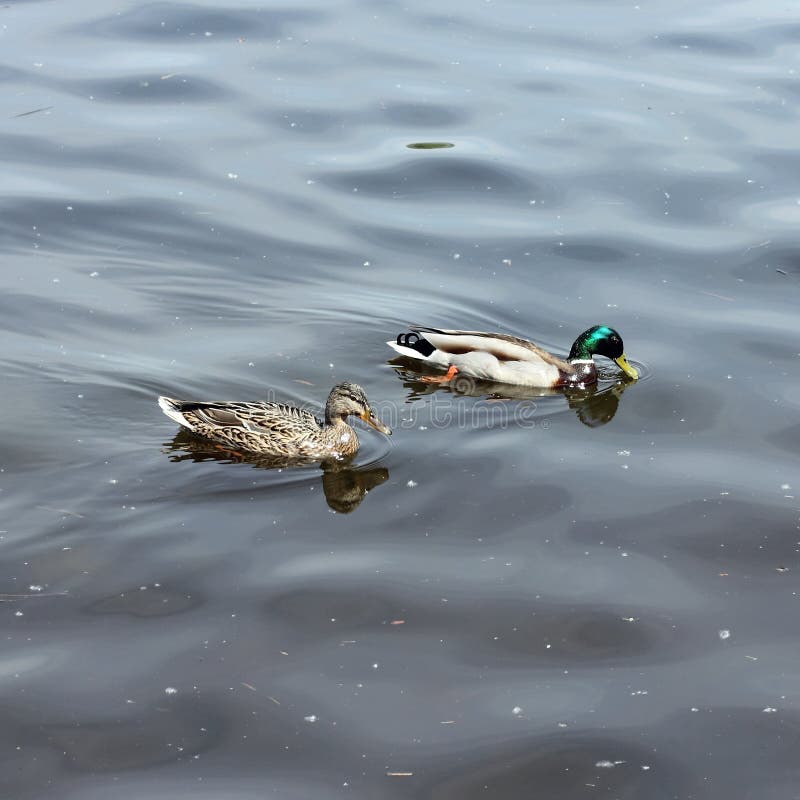 Una Coppia Le Anatre Selvatiche Fotografia Stock - Immagine di ...