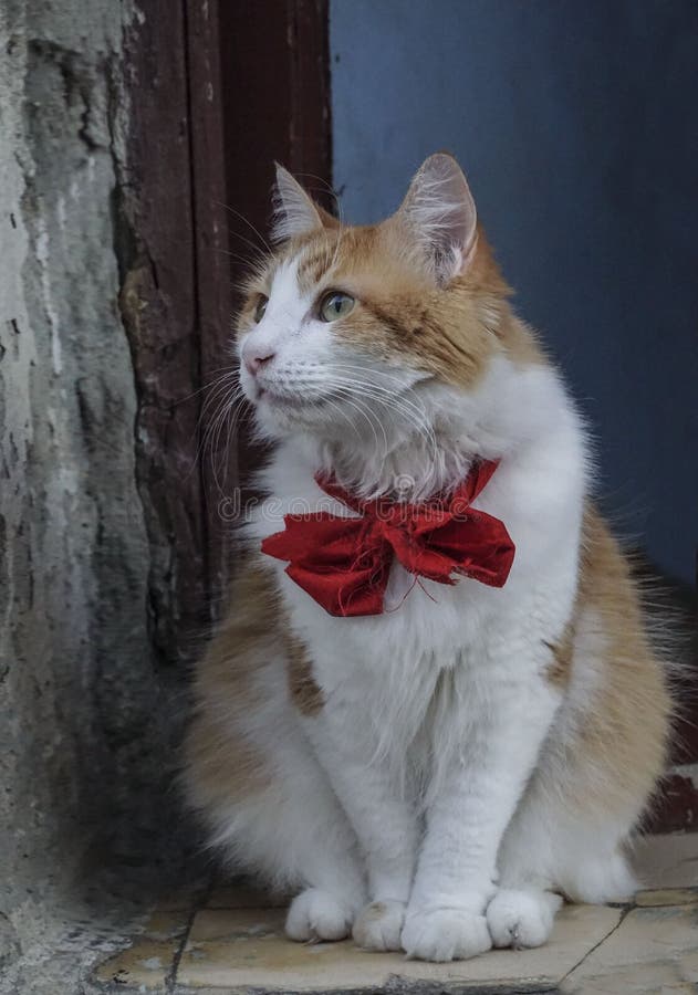 Una Corbata De Lazo Que Lleva Del Gato Lindo Imagen de archivo - Imagen ...