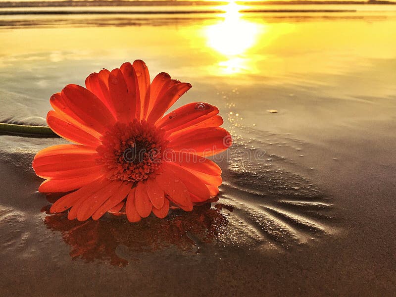 Una Daisy Flower on the Beach En La Puesta Del Sol Imagen de archivo ...