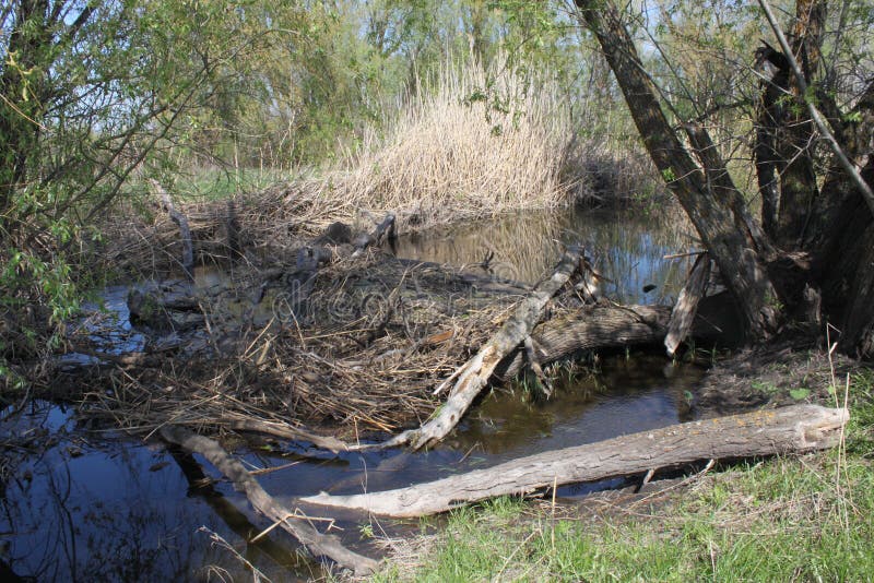 Diga dei castori immagine stock. Immagine di castoro - 53623849