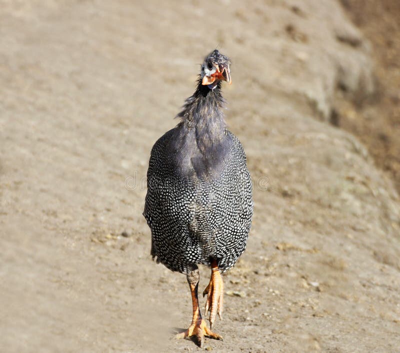 Faraona nella sabbia fotografia stock. Immagine di asciutto - 59497542