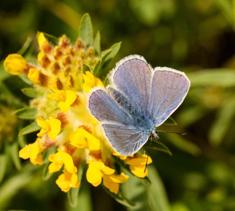 Una Farfalla Blu Comune Maschio Con Le Ali Si Apre Fotografia Stock ...