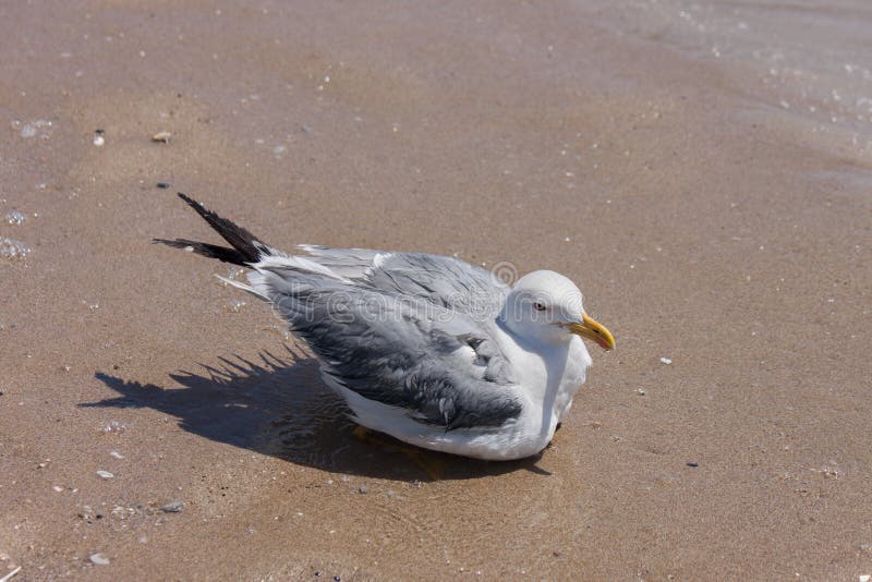 Una Fermata Del Gabbiano a Resto Sulla Spiaggia Immagine Stock ...