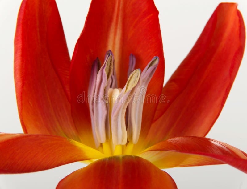 Una Flor Abierta, Roja Separada Del Tulipán. Foto de archivo - Imagen ...
