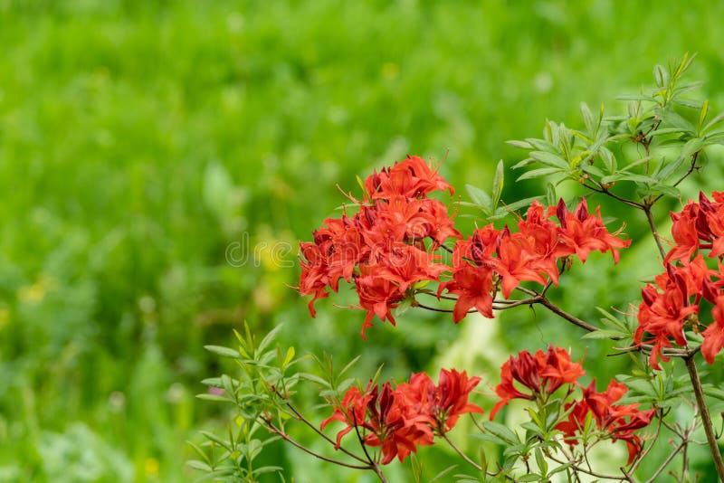 Una Flor Azalea Roja Brillante Imagen de archivo - Imagen de azalea ...