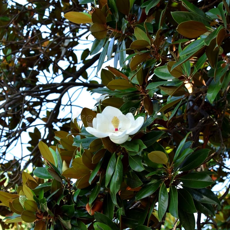 Una Flor Blanca De La Magnolia Imagen de archivo - Imagen de cuidado ...