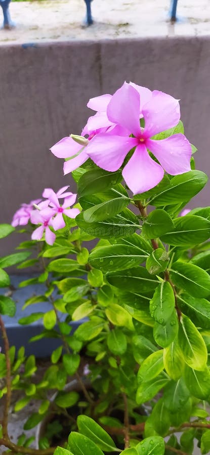 Phool Sadabahar Del Color De La Mano De La Flor Imagen de archivo ...