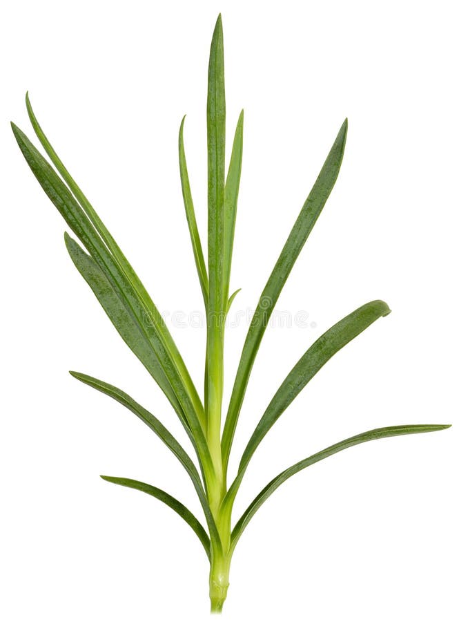 Una Flor Del Clavel De La Hoja Foto de archivo - Imagen de rosa ...