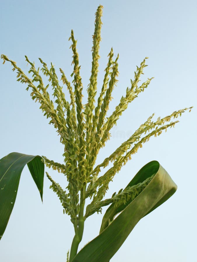 Una flor del maíz foto de archivo. Imagen de cocina, flor - 12182772