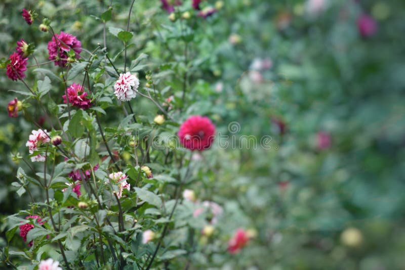 Una Flor Natural Y Una Planta Flor Imagen de archivo - Imagen de flora ...