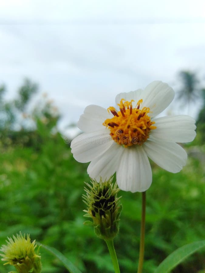 Una flor imagen de archivo. Imagen de hierba, hermoso - 220155537