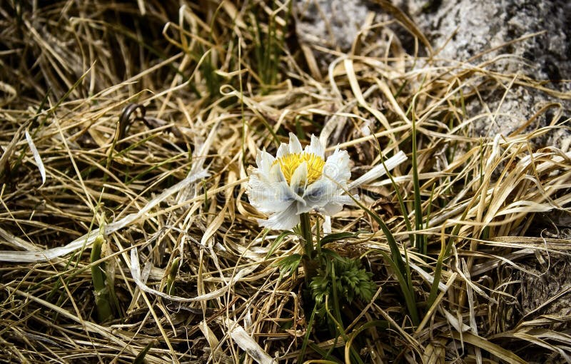 Flor sola imagen de archivo. Imagen de raindrop, depresión - 12662689