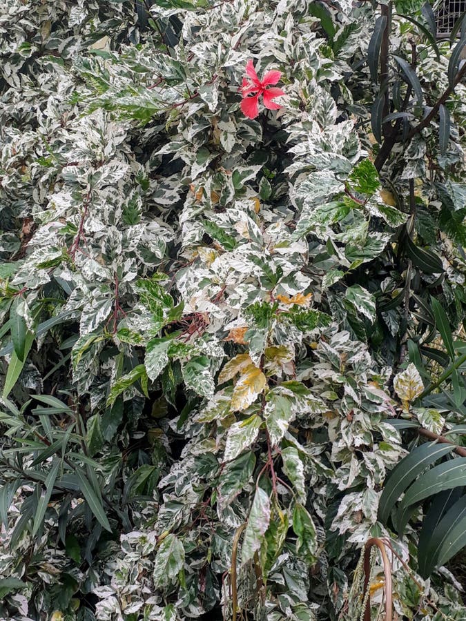 Una flor sola foto de archivo. Imagen de hermoso, flor - 138774706