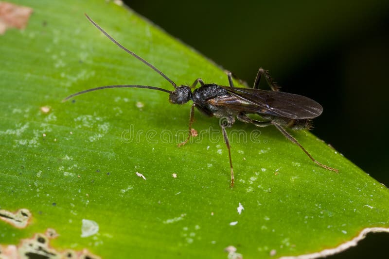 Formica alata il nero immagine stock. Immagine di verde - 10448991