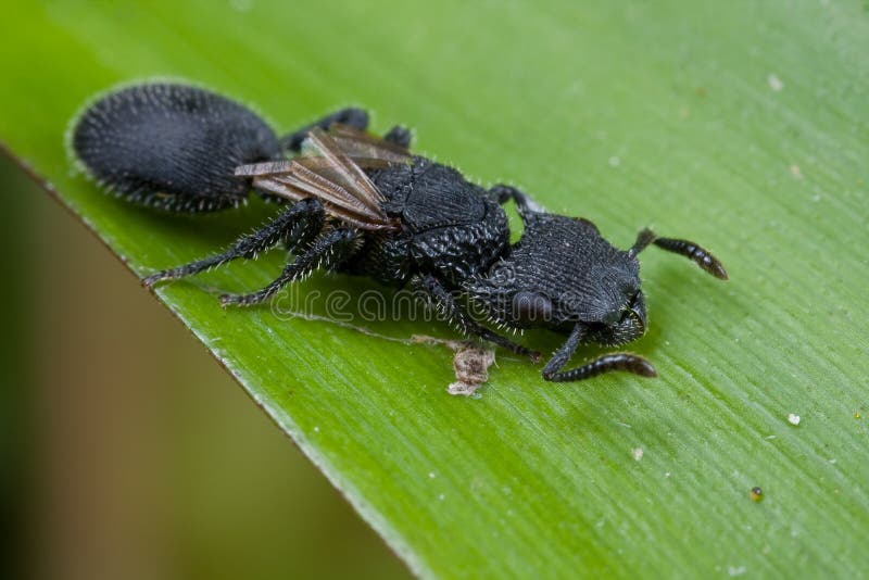 Una formica alata nera fotografia stock. Immagine di chiusura - 13112220