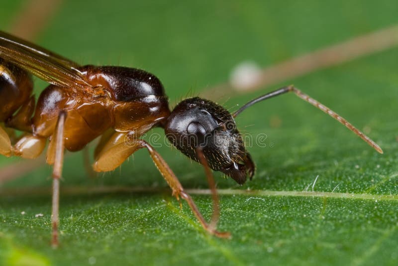 Formica Alata Foto Stock - Download 91 Royalty Free Photos
