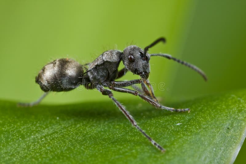 Una Formica in Bianco E Nero Molto Piccola Immagine Stock - Immagine di ...