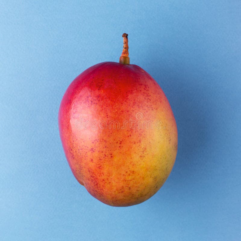 Una fruta entera del mango foto de archivo. Imagen de sabroso - 122318698