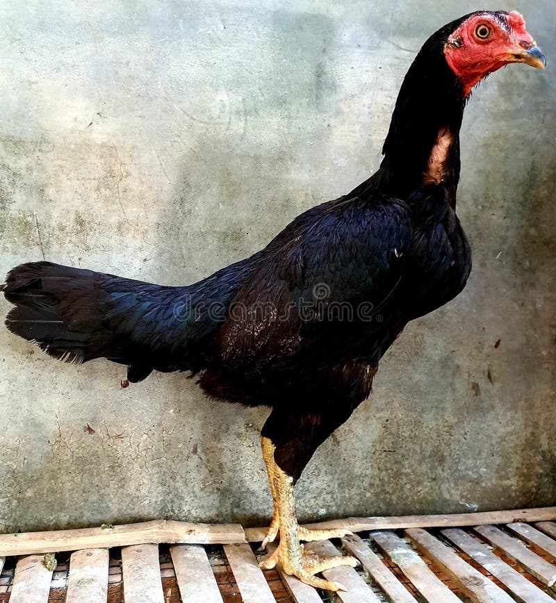 Una Gallina China Negra En Una Jaula Foto de archivo - Imagen de negro ...