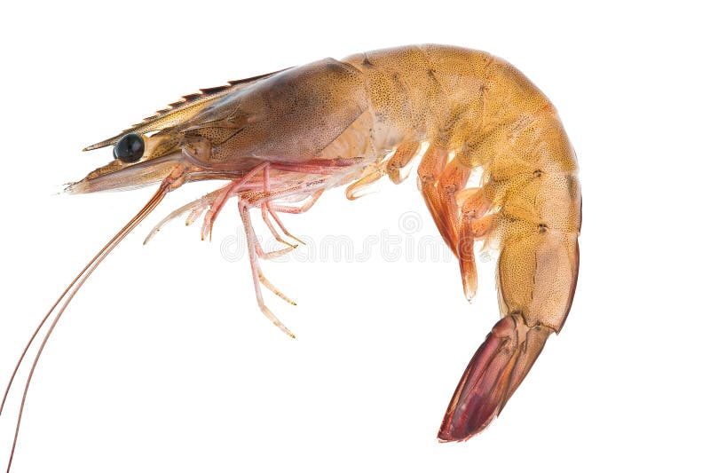 Una gamba imagen de archivo. Imagen de porcelana, crudo - 13639769