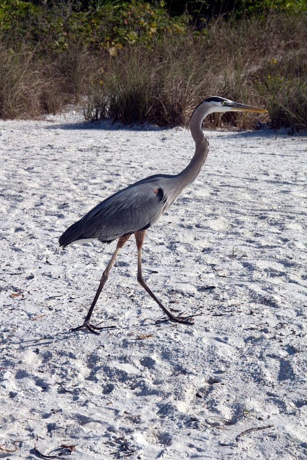 Garza De Gran Azul (Ardea Herodias) Que Camina En La Playa Imagen de ...