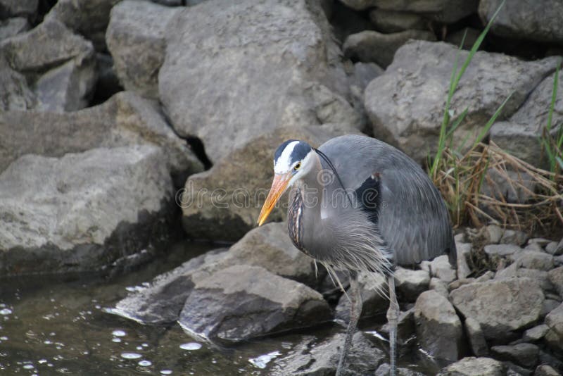 Una Garza De Gran Azul Que Se Coloca En Una Roca Imagen de archivo ...