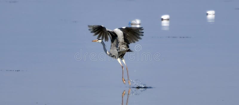 Una garza gris despegando foto de archivo. Imagen de waterfowl - 269573576