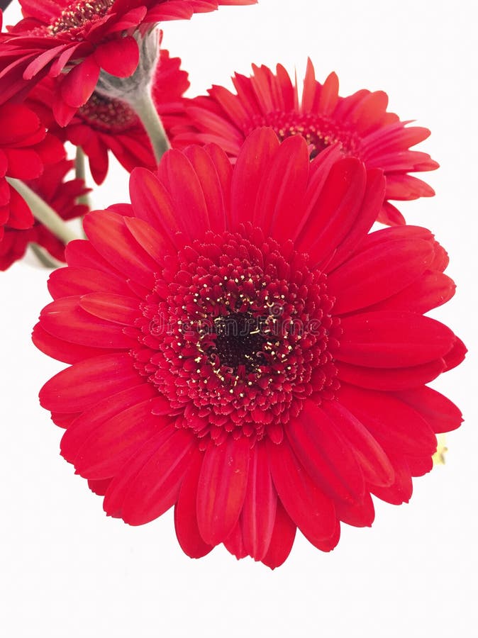 Fine Rossa Del Gerbera In Su Immagine Stock - Immagine di pulito ...