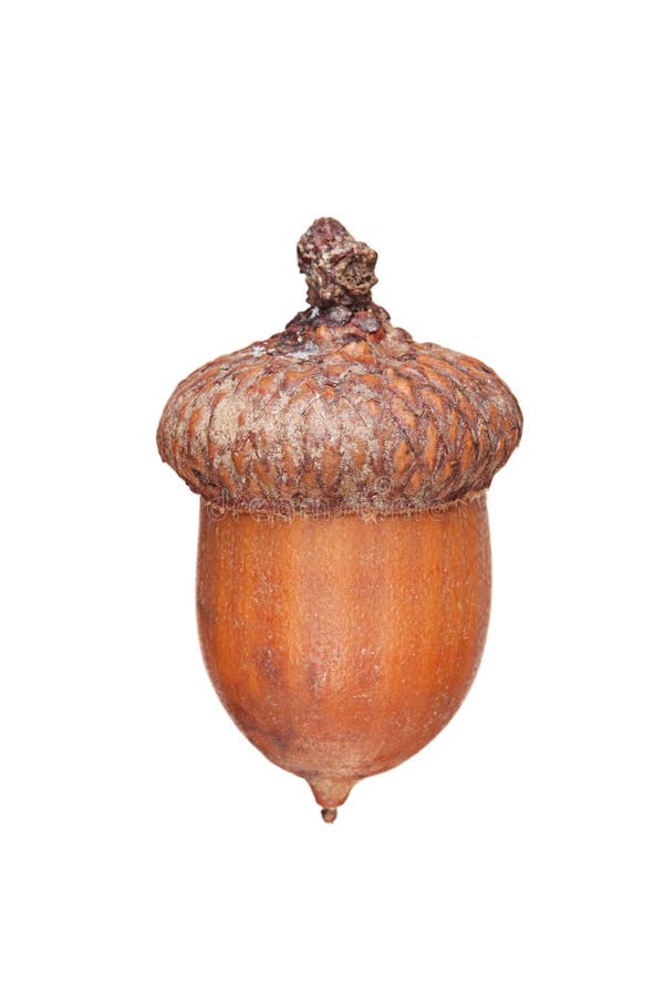 Una ghianda marrone fotografia stock. Immagine di bianco - 12149180