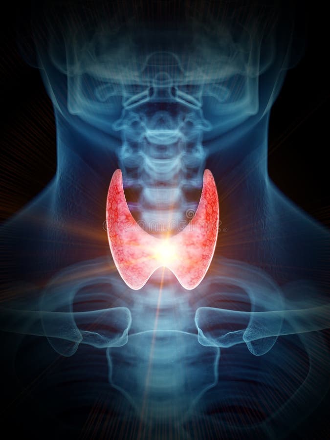 La Tiroide Umana Con Lo Schermo, Protegge Il Concetto Rappresentazione ...