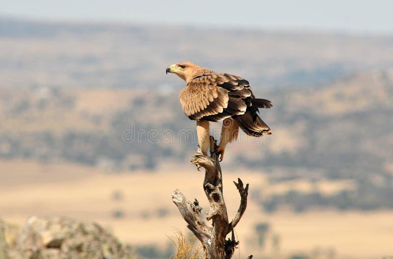 Una Giovane Aquila Imperiale Immagine Stock - Immagine di aquilone ...