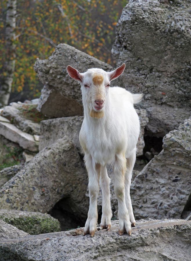 Giovani Fretta Della Capra Domestica Immagine Stock - Immagine di ...