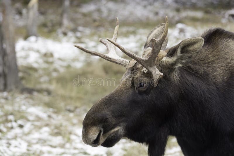 Una Grande Alce Maschio Nella Neve Fotografia Stock - Immagine di ...
