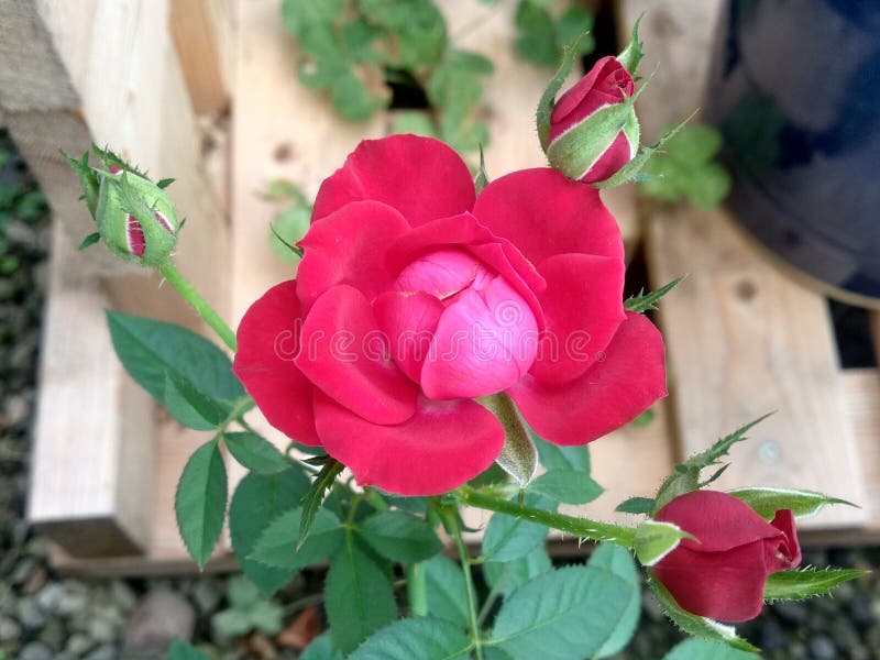 Una Hermosa Cara De Rosa imagen de archivo. Imagen de rojo - 156594131