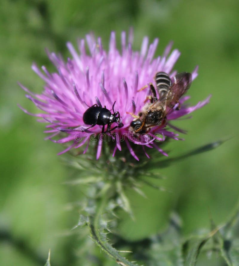 Una Hermosa Flor Con Insectos Foto de archivo - Imagen de campo ...