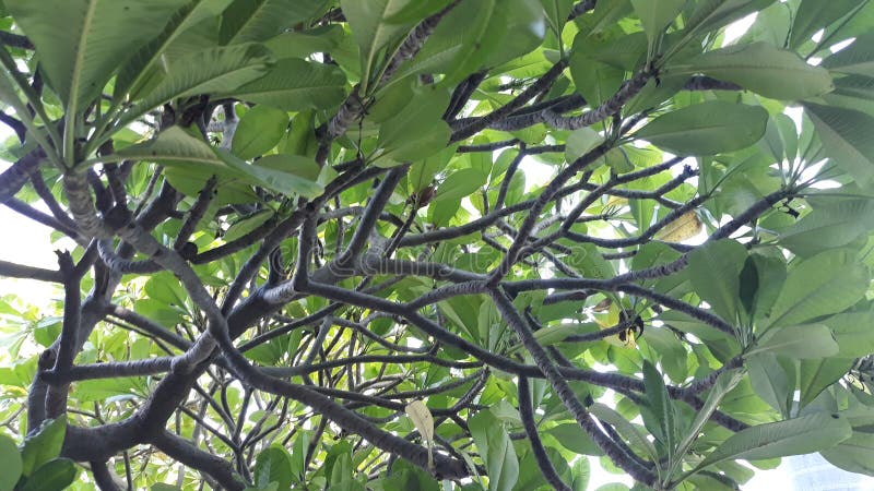 Una Hermosa Imagen De Ramas Y Hojas Imagen de archivo - Imagen de ...