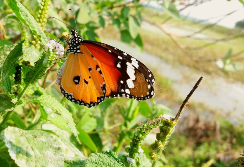 28,751 Insectos Hermosos De Las Mariposas Fotos de stock - Fotos libres ...