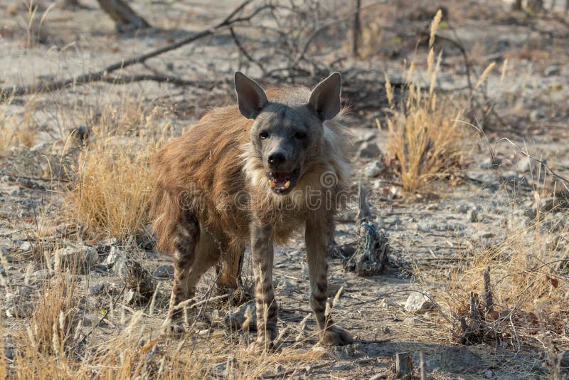 Hiena De Brown Que Corre En El Desierto Imagen de archivo - Imagen de ...