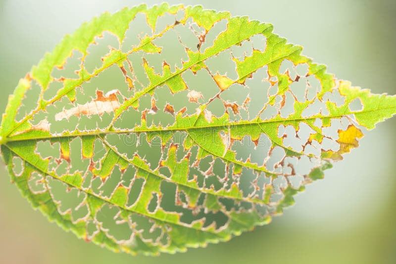 Una Hoja Comida Por Diferentes Insectos Imagen de archivo - Imagen de ...