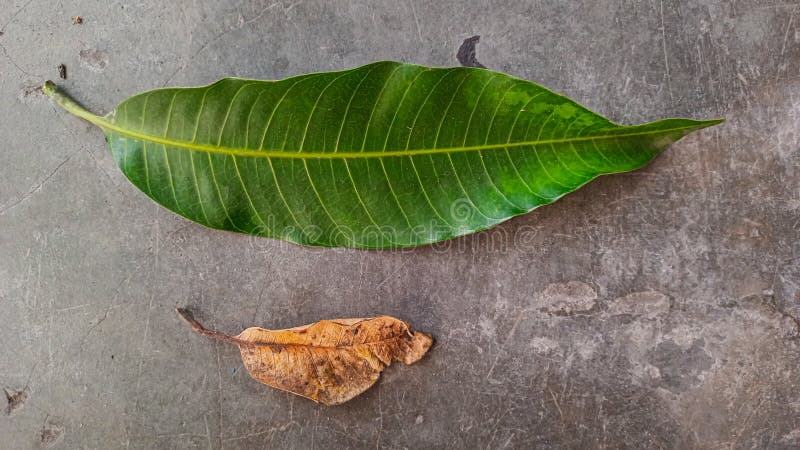 Una Hoja De Mango Verde Y Una Hoja Seca Amarilla Foto de archivo ...