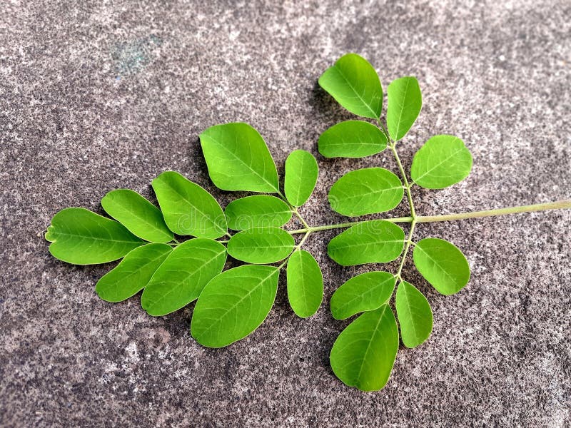 Una Hoja De Moringa Verde En El Suelo Imagen de archivo - Imagen de ...