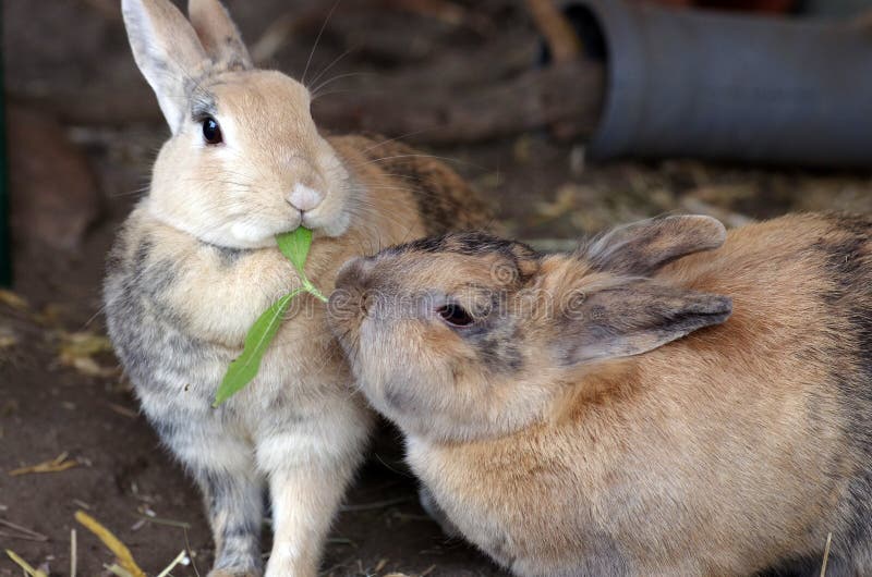 Dos Conejos Domésticos Comen Hojas Verdes Frescas Imagen de archivo ...