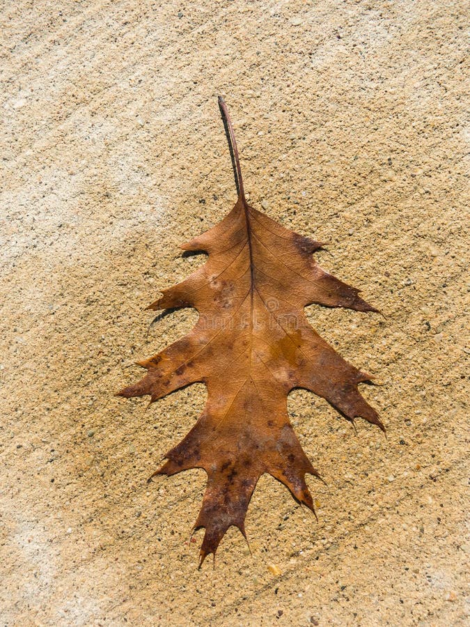 Una hoja seca imagen de archivo. Imagen de endecha, ambiental - 39510483