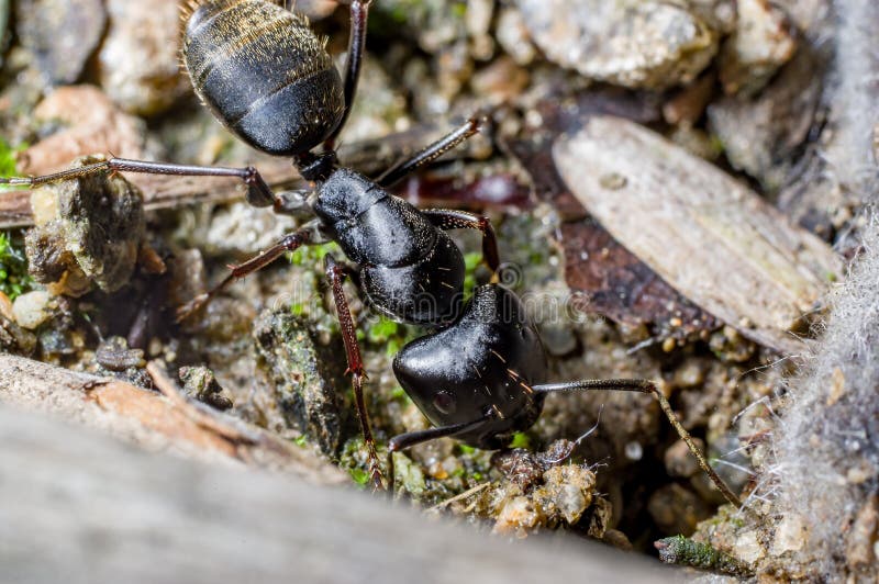 Una hormiga soldado imagen de archivo. Imagen de tierra - 78298437