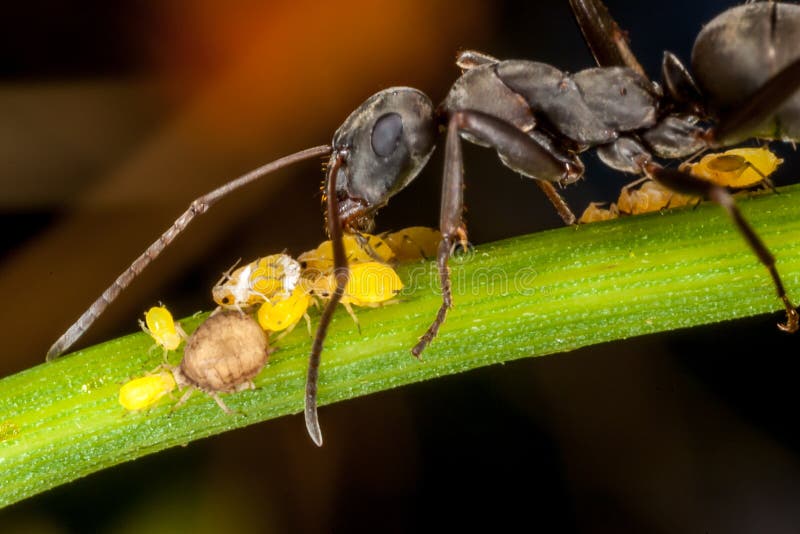 Hormiga Fotos De Stock - Descarga 36,564 Fotos Libres de Derechos