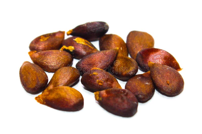 Una Imagen De Semillas De Manzana Imagen de archivo - Imagen de ...