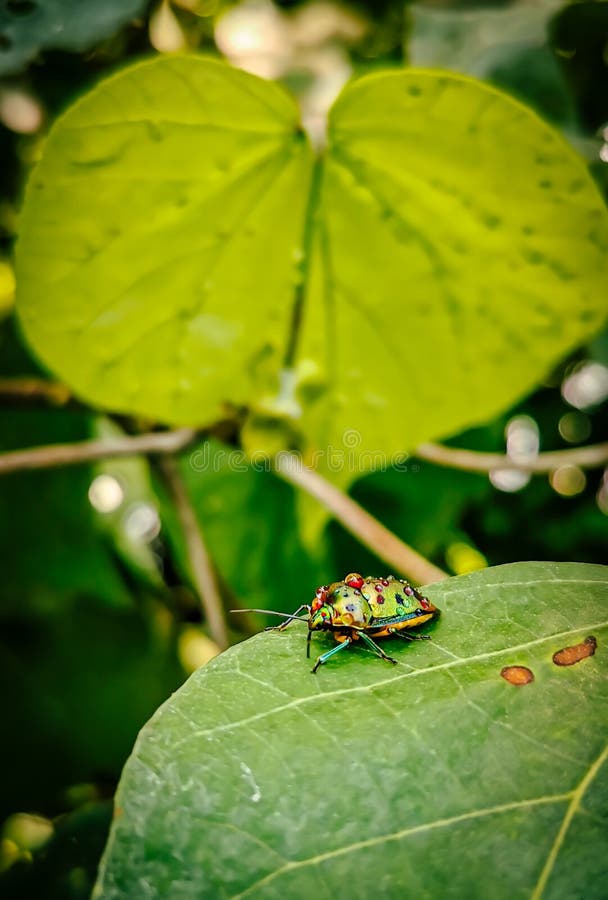 Una Imagen Del Bicho De La Joya En La Hoja Imagen de archivo - Imagen ...