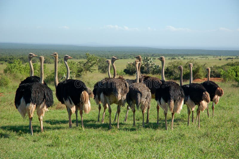 Manada De Avestruces Africanas Imagen de archivo - Imagen de botswana ...