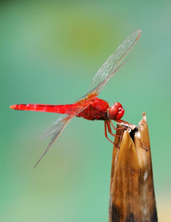 Una libélula roja imagen de archivo. Imagen de vuelo - 32820827